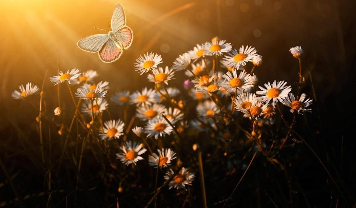 43 Beautiful Quotes About The Natural Beauty Of Life