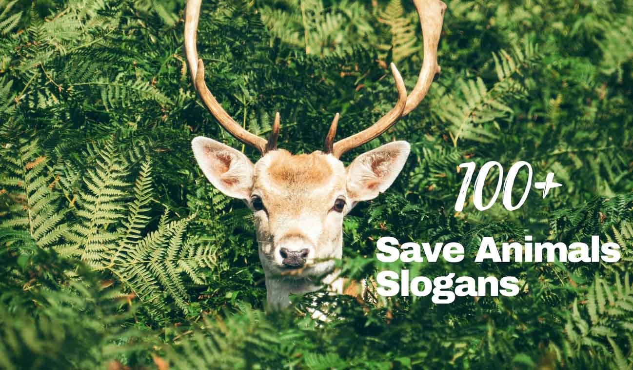 100 Latest Catchy Save The Animals Slogans 2023 