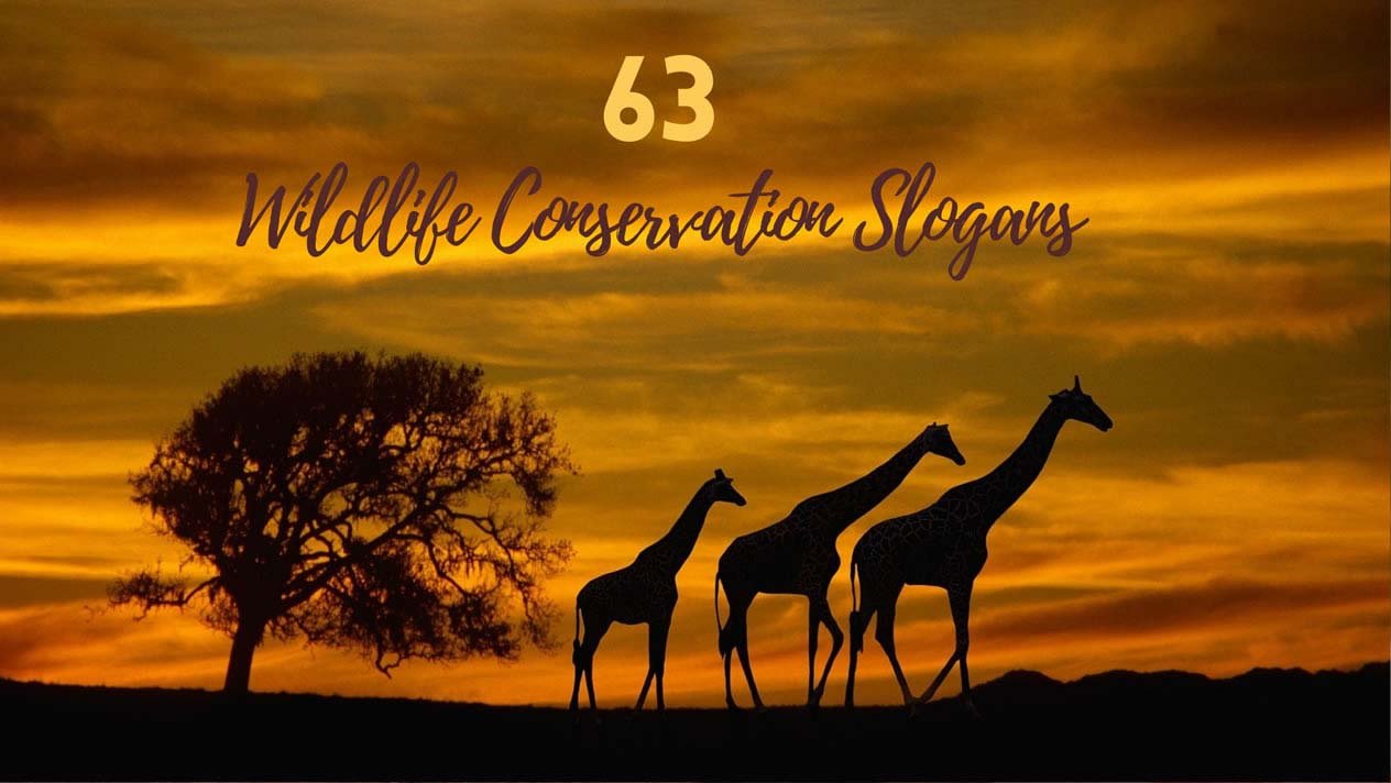 63 Latest Catchy Slogans On Wildlife Conservation 2023 