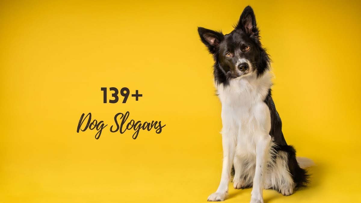 139 Latest Catchy Dog Slogans With Taglines 2023 