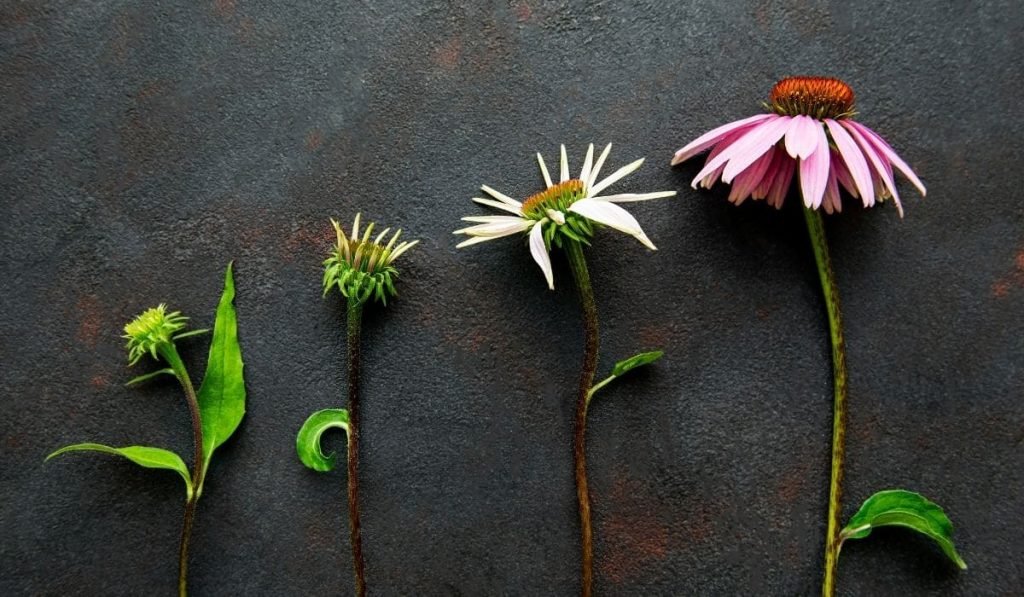 Top 59 Flower Quotes That Will Motivate You for Growth