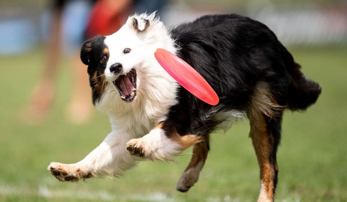 150 Dog Instagram Name Ideas For Your Furry Buddy 2023 150 Dog Instagram Name Ideas For Your Furry Buddy 2023