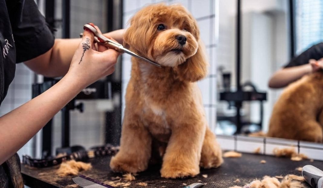 300+ Greatest Dog Grooming Business Name Ideas