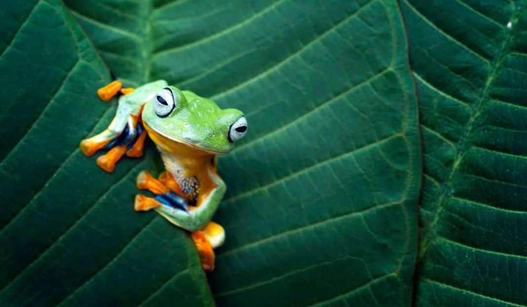 43+ Best Frog Puns That Are Pretty Hilarious (2023)