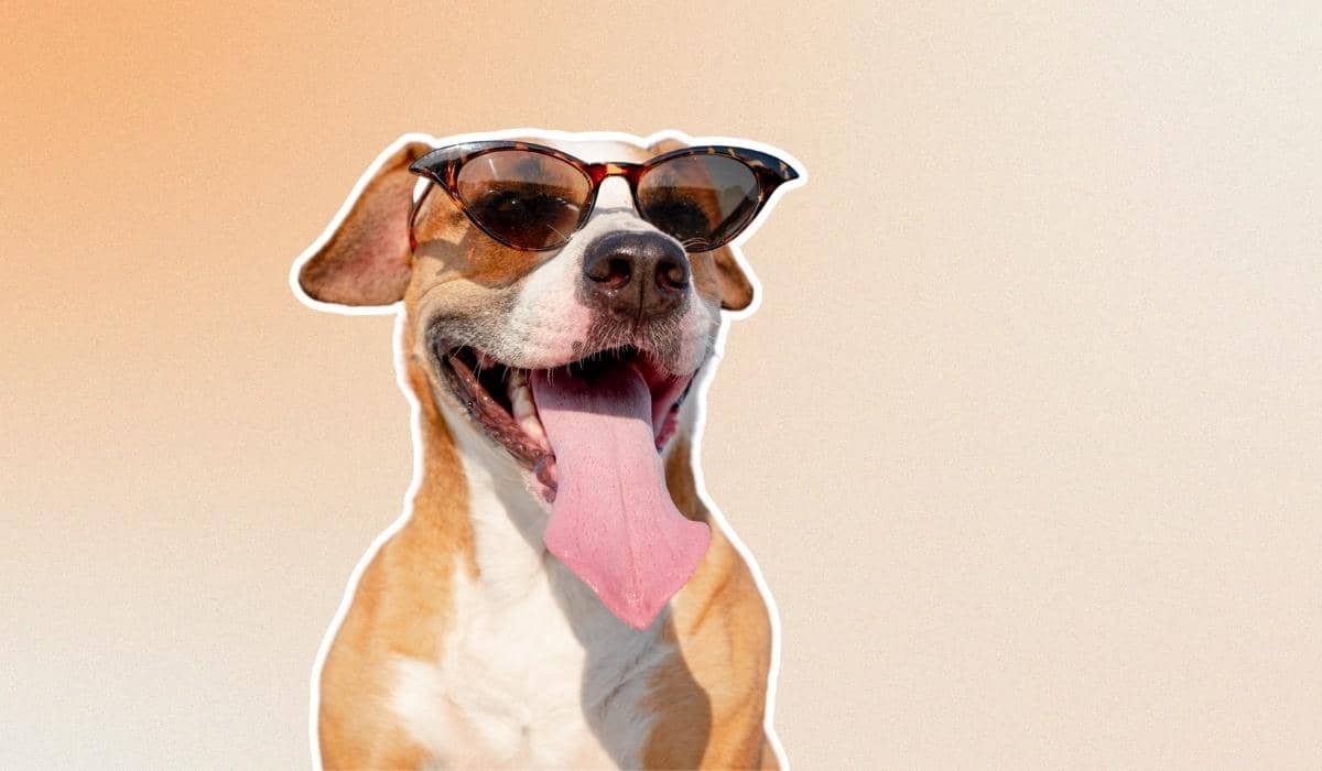 133 Funny Affirmations to Give You Daily Dose of Laugh