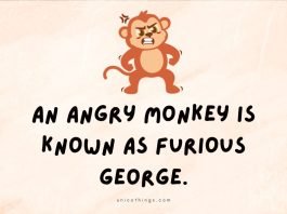 57 Monkey Puns That Are Ape-solutely Funny
