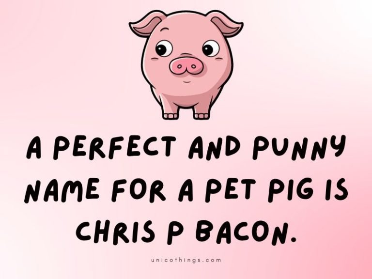 50+ Pig Puns That Will Make You Laugh