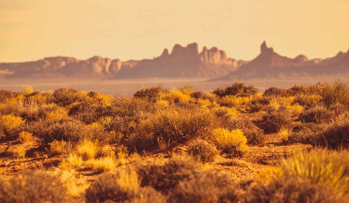 83 Best Arizona Desert Captions for Instagram