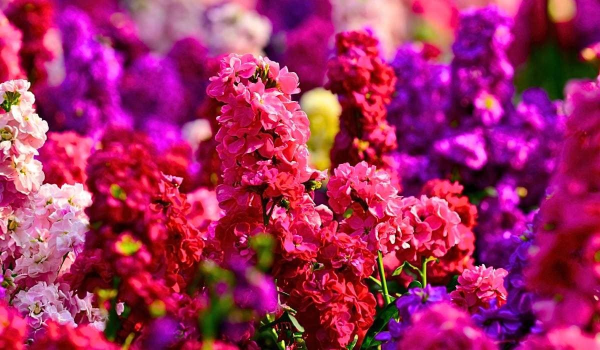 85 Best February Captions for Instagram
