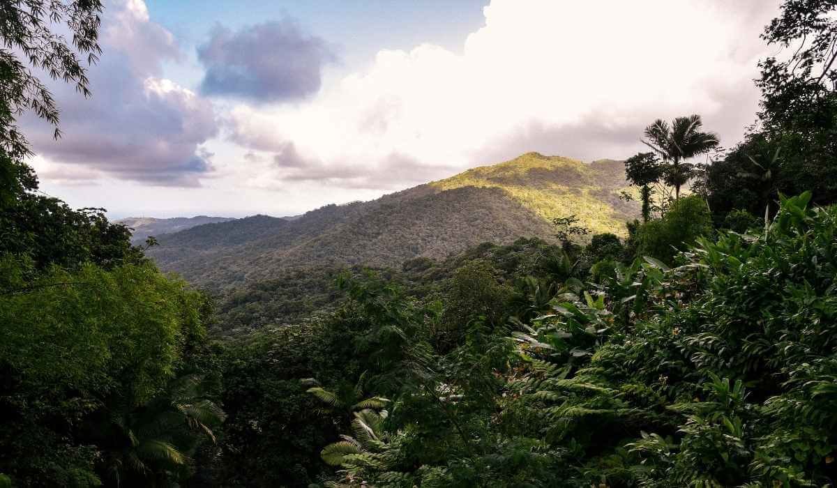 120 Best El Yunque National Forest Captions