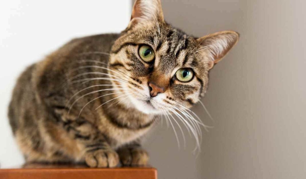 77 Cat Captions for Instagram - Unico Things