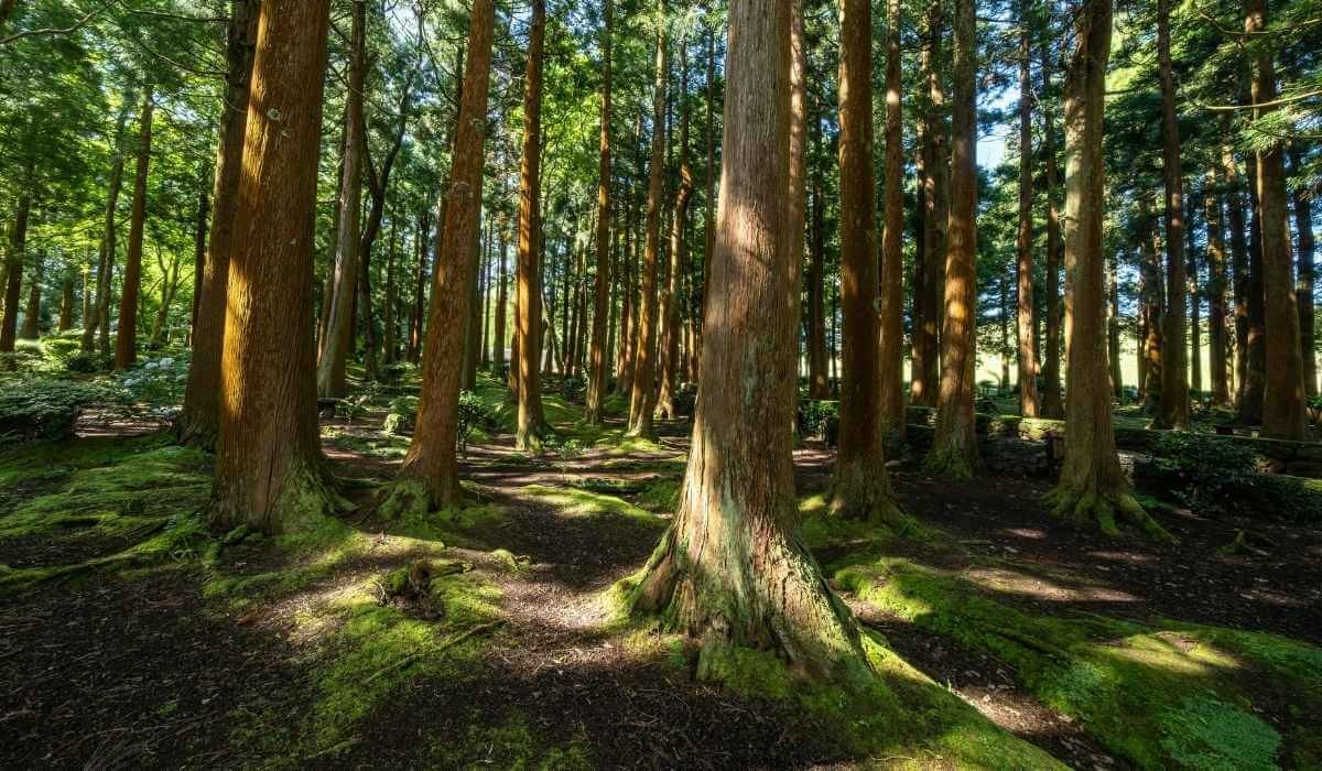 137 Forest Captions for Instagram - Unico Things
